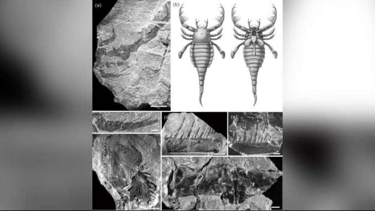 "Дивовижна істота": учені знайшли скам'янілості найдавнішого морського ...
